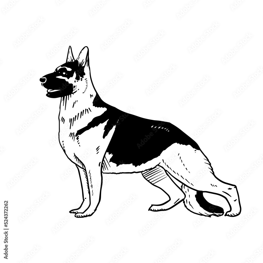 German-Shepherd vector hand drawing illustration in black color ...