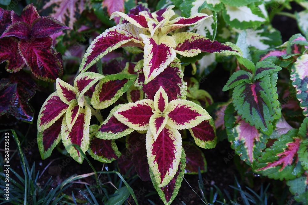 Coleus leaves. Lamiaceae ornamental foliage plant native to Southeast ...