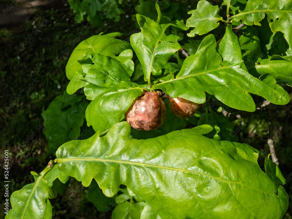 Young gall of gall wasp (Biorhiza pallida) on English oak (Quercus ...
