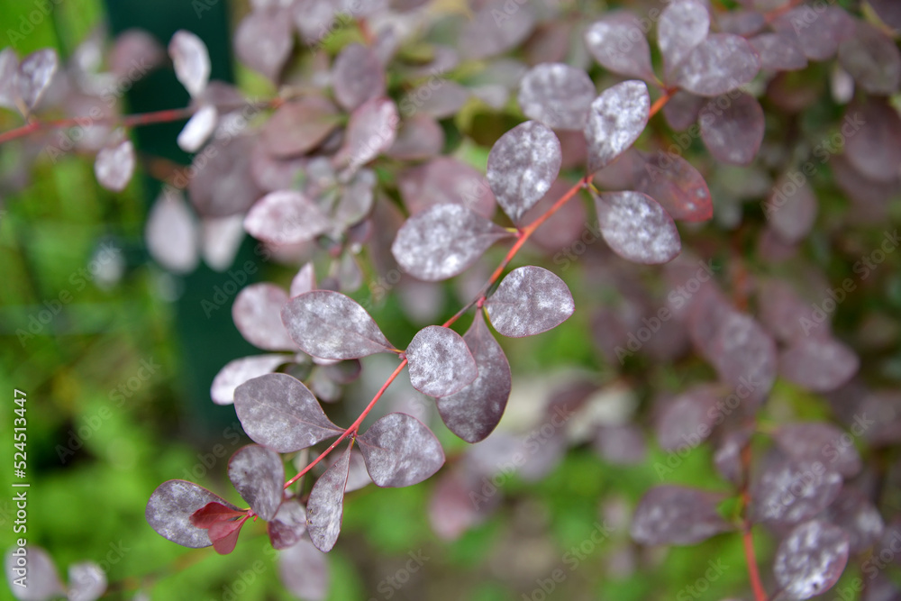 Powdery mildew on the leaves of Thunberg purple barberry (Berberis ...