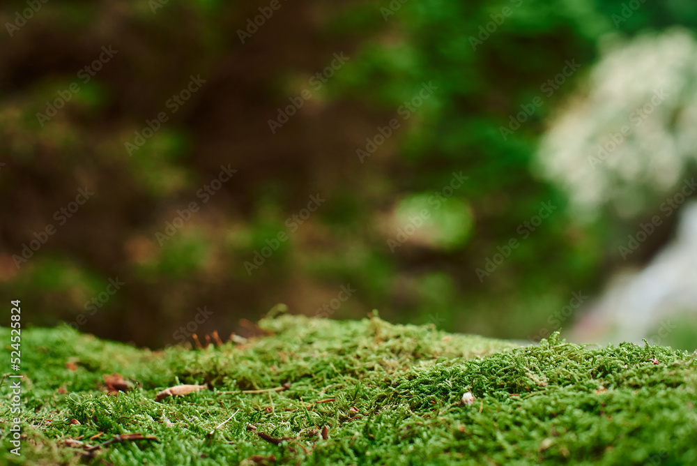 Beautiful moss close-up on the stone. Beautiful background from moss ...