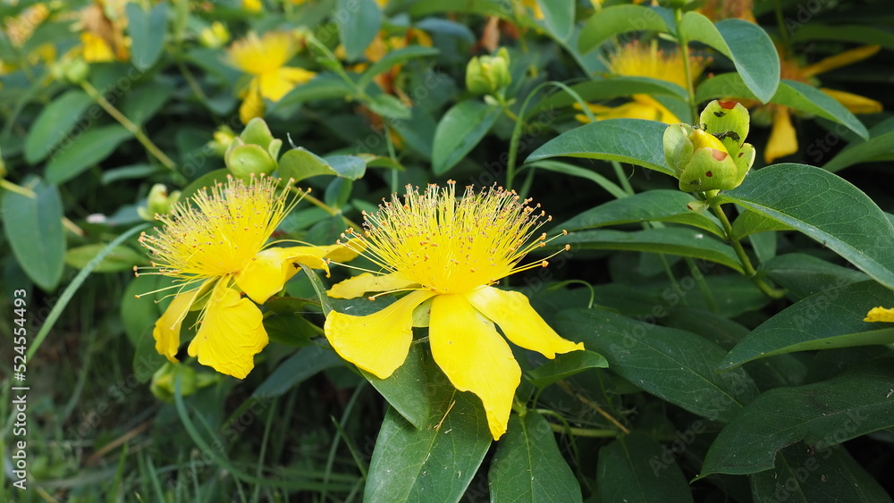 Hypericum calycinum is a species of prostrate or low-growing shrub in ...