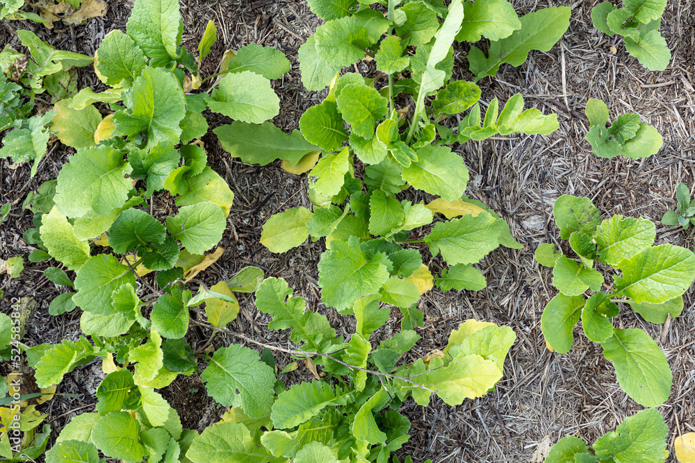 Young plants of daikon or tillage radish as a cover crop growing in a ...