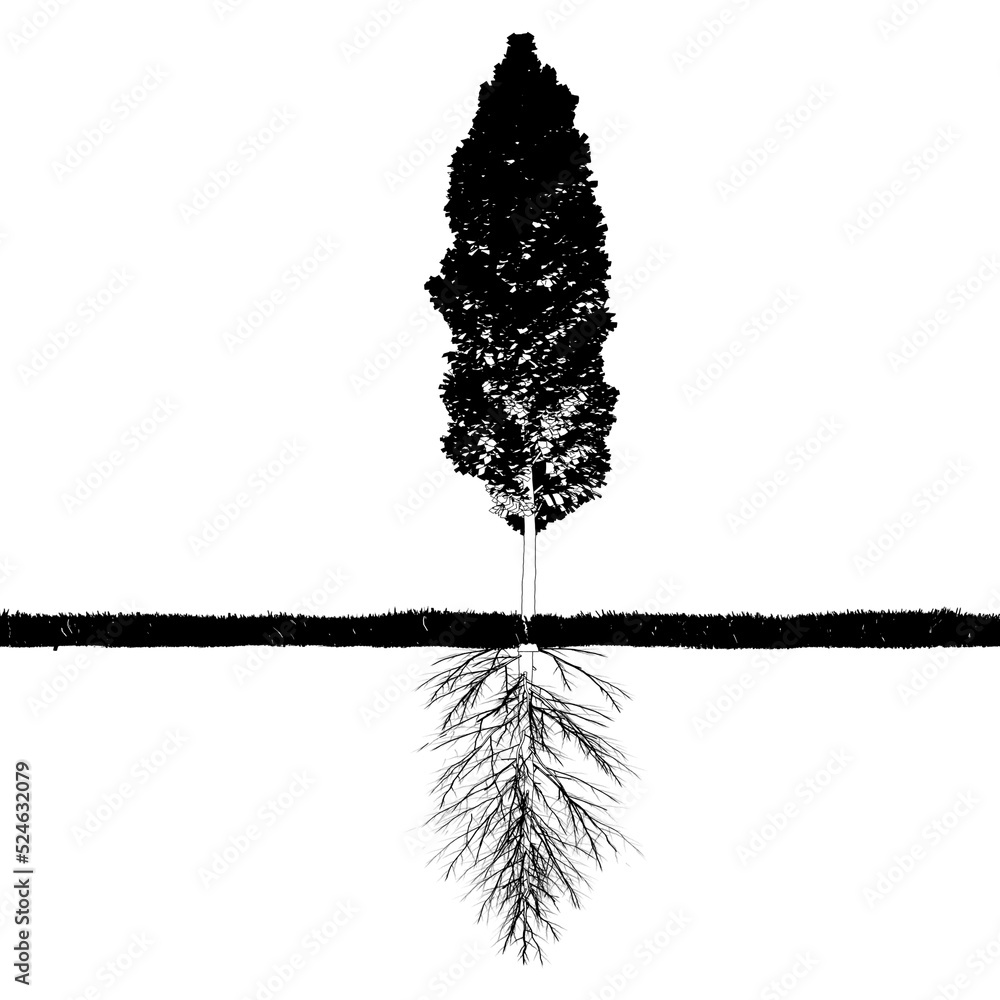tree root system, cg illustration, sketch, outline Stock Illustration ...