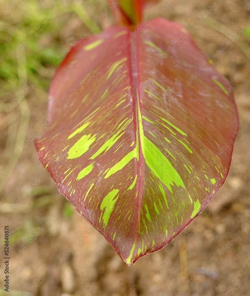 The blood banana leave (Musa acuminata var. zebrina), is a variety of ...