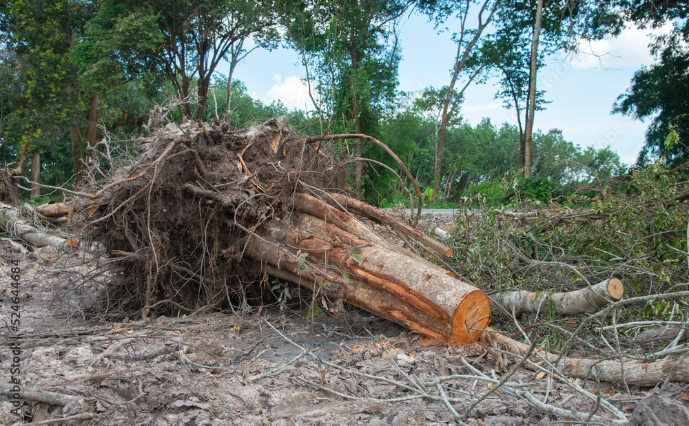 Stock-Foto „Dig a tree root Fallen tree. Torn tree root, a torn tree ...