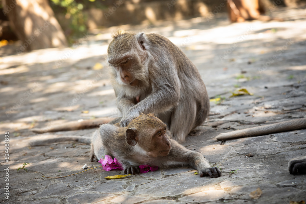Mother monkeys take care of baby monkeys. Close up.Funny little monkey ...