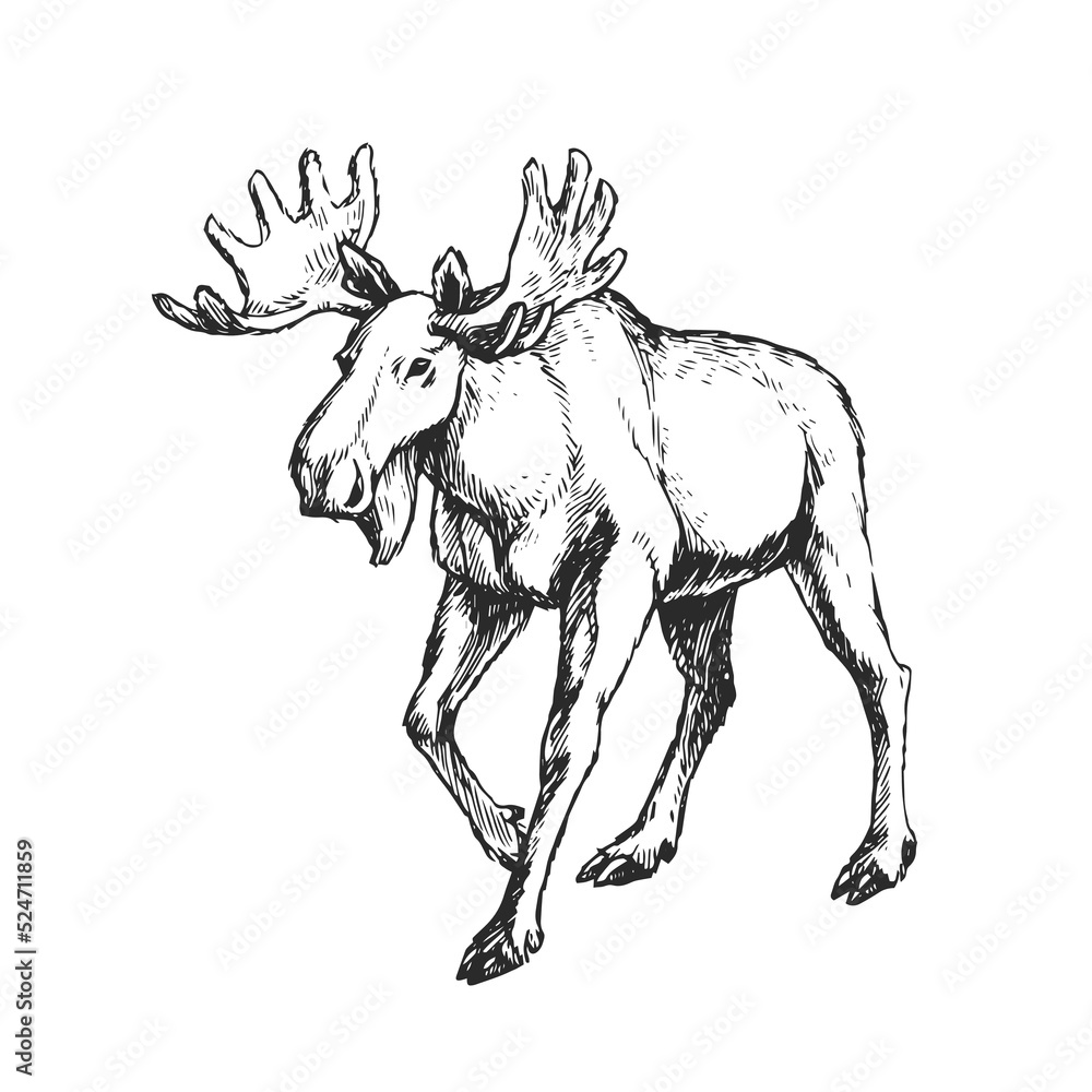 Vector hand-drawn illustration of a moose isolated on a white ...