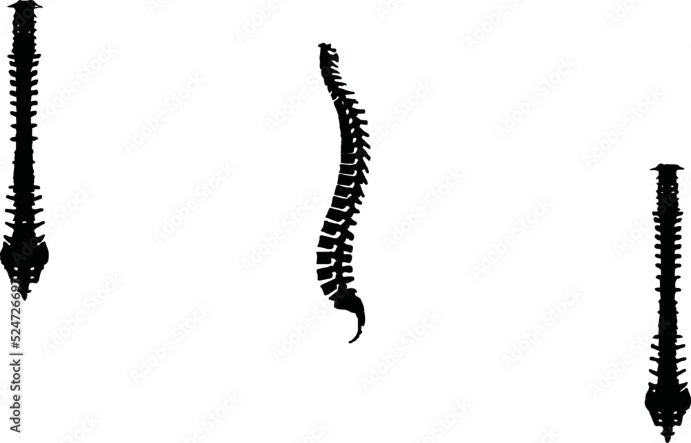 Spine Eps Vector, Silhouette, Logo, Spine Eps Vector Cut Files for ...