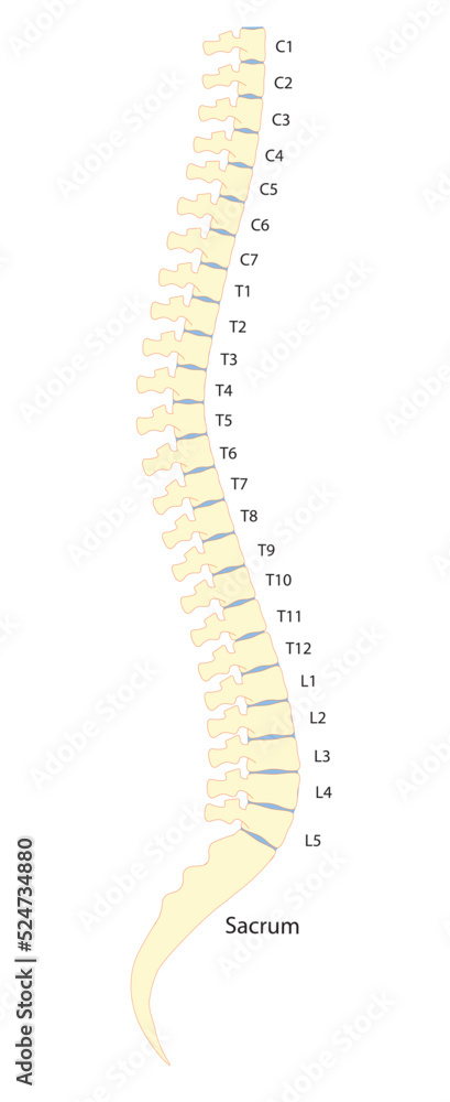 Vertebral column and intervertebral disc illustration. Numbering of the ...