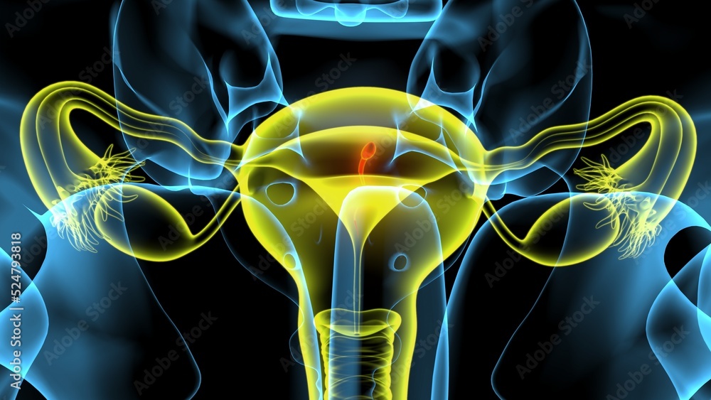 3d illustartion of human female reproductive system anatomy Stock ...