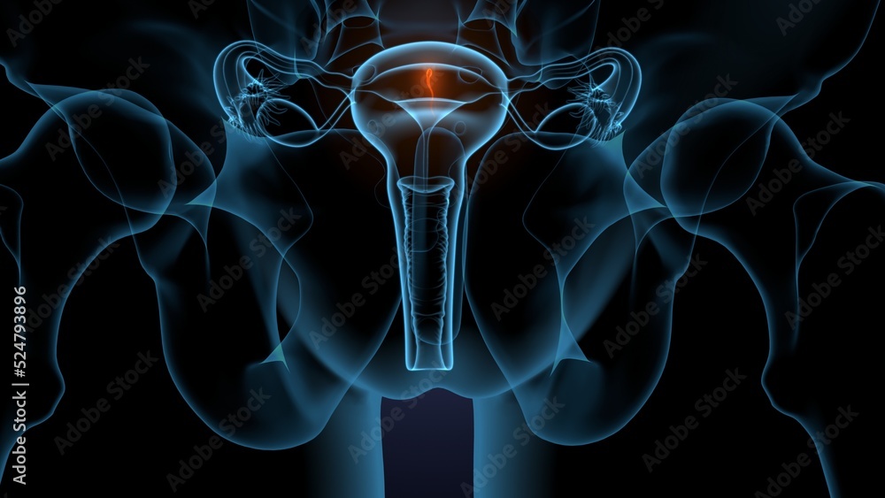 3d illustartion of human female reproductive system anatomy Stock ...