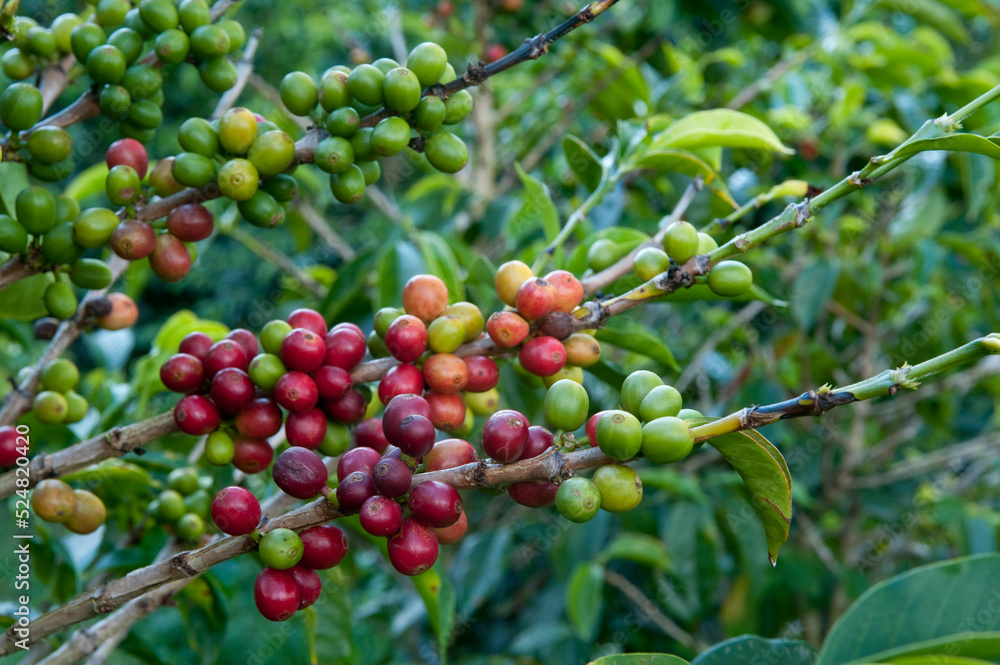 Coffee plantation farm in Finca Lerida, Boquete, Chiriqui province ...