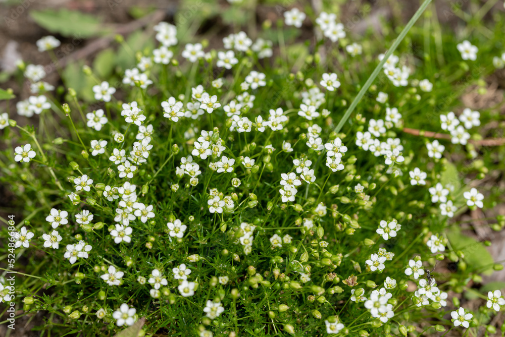 the flowers of Sagina subulata - heath pearlwort, Irish-moss, awl-leaf ...