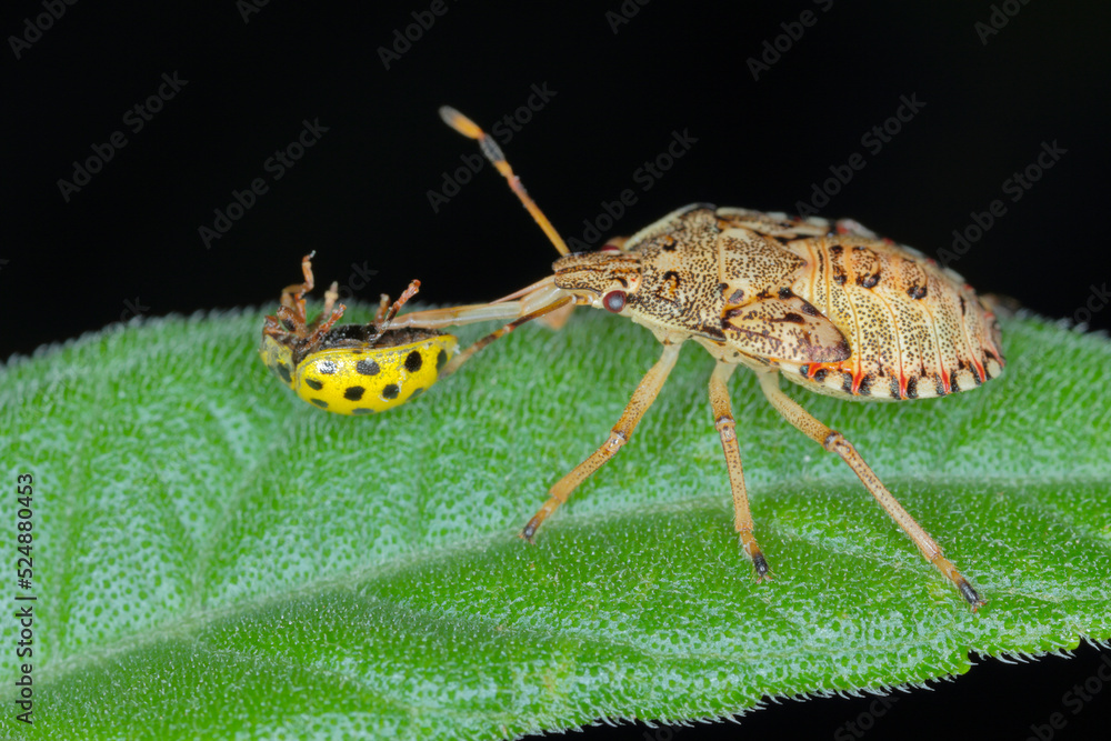 Nymph, the larva of an insect of the family Pentatomidae (shield bug ...