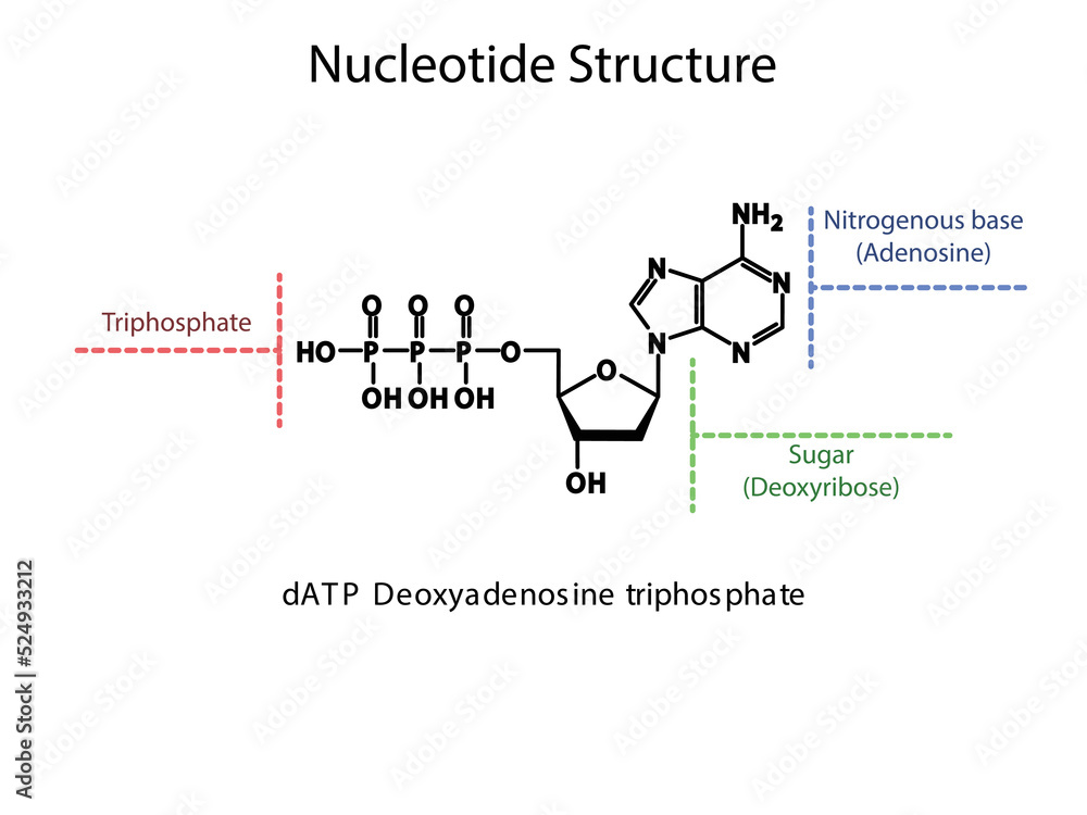 dATP Deoxyadenosine triphosphate Nucleoside molecular structure diagram ...