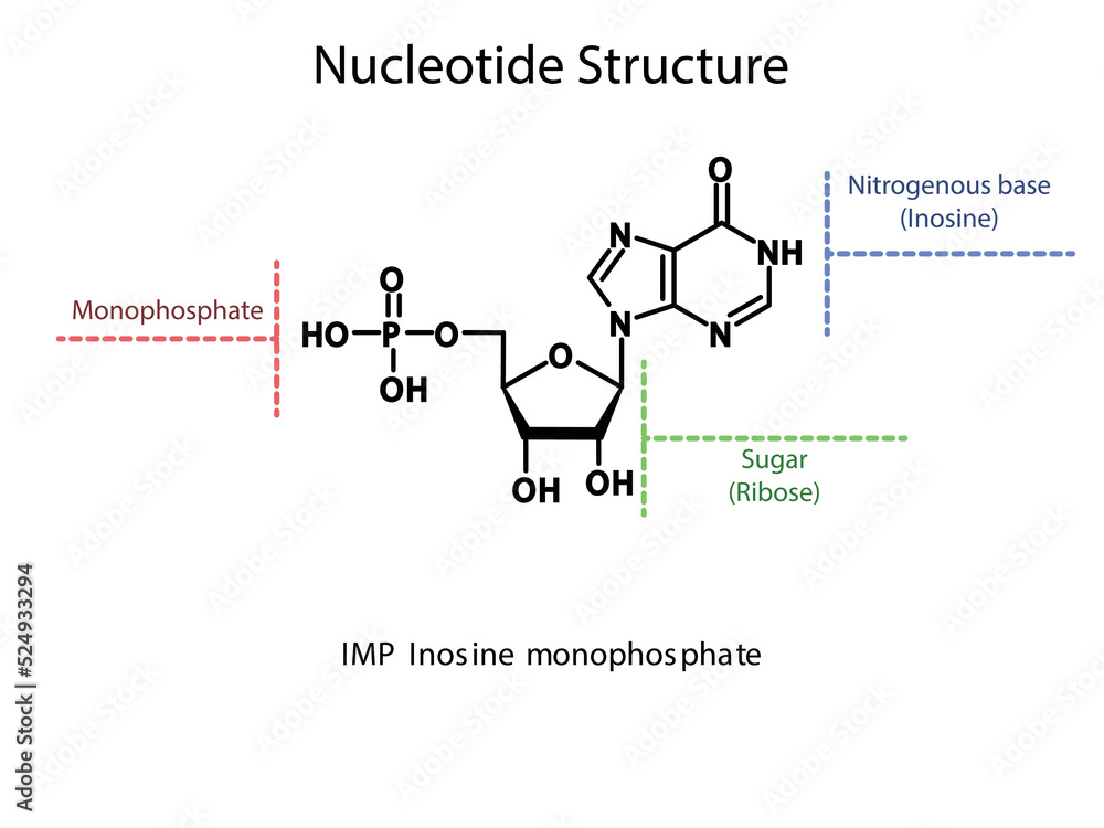 IMP Inosine monophosphate Nucleotide molecular structure diagram on ...