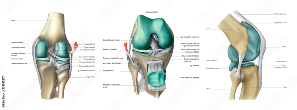 The anatomy of the muscles and bones of the human knee joint on a white ...