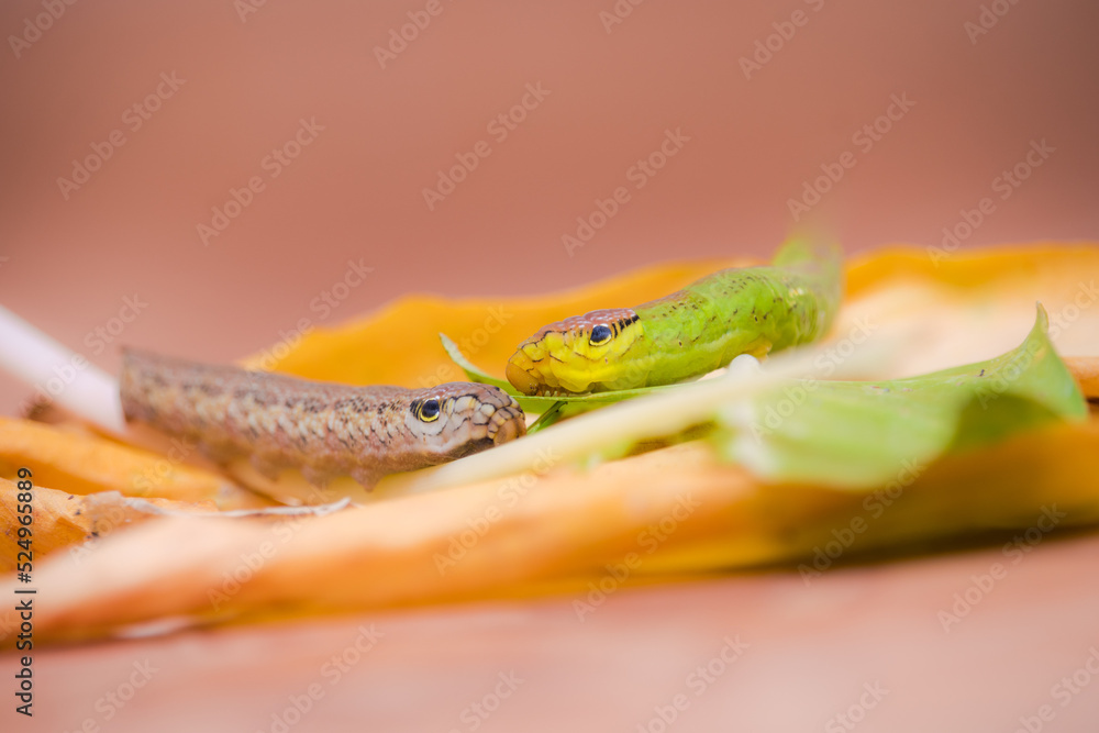 Caterpillar of hawk moth species, mimicking the head of a snake ...