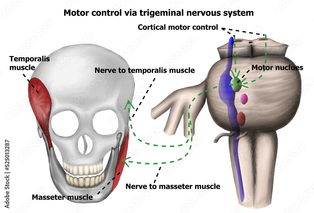 the pathway of motor control of trigeminal nerve system. Stock ...
