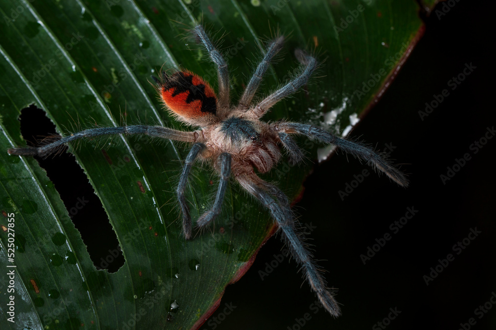 Poisonous Tarantula on green leaf Stock Photo | Adobe Stock