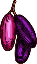 Java Plum Plant Berry Free Stock Photo - Public Domain Pictures