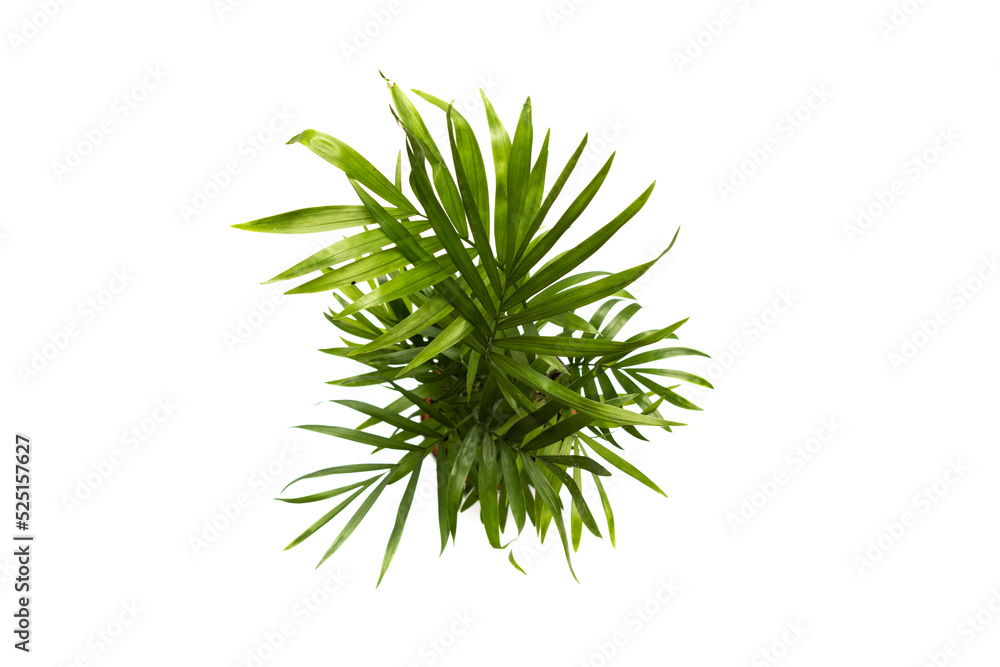 Areca palm top view, isolated on white background. Dypsis lutescens ...