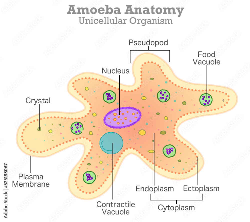 Amoeba anatomy. Unicellular organism, example. Yellow, orange proteus transparency structure ...