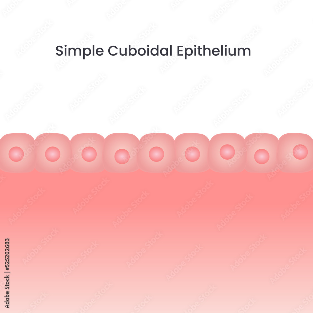 Simple Cuboidal Epithelium science vector background Stock Vector ...