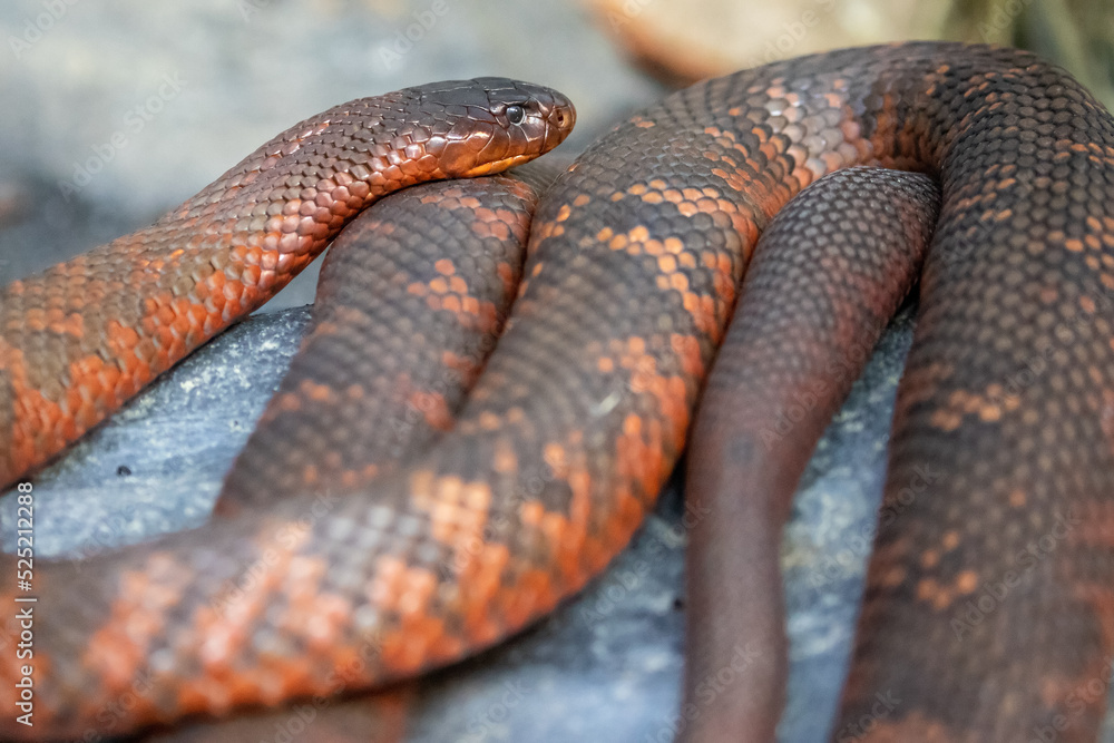 Australian Highly venomous Collett's Snake Stock Photo | Adobe Stock