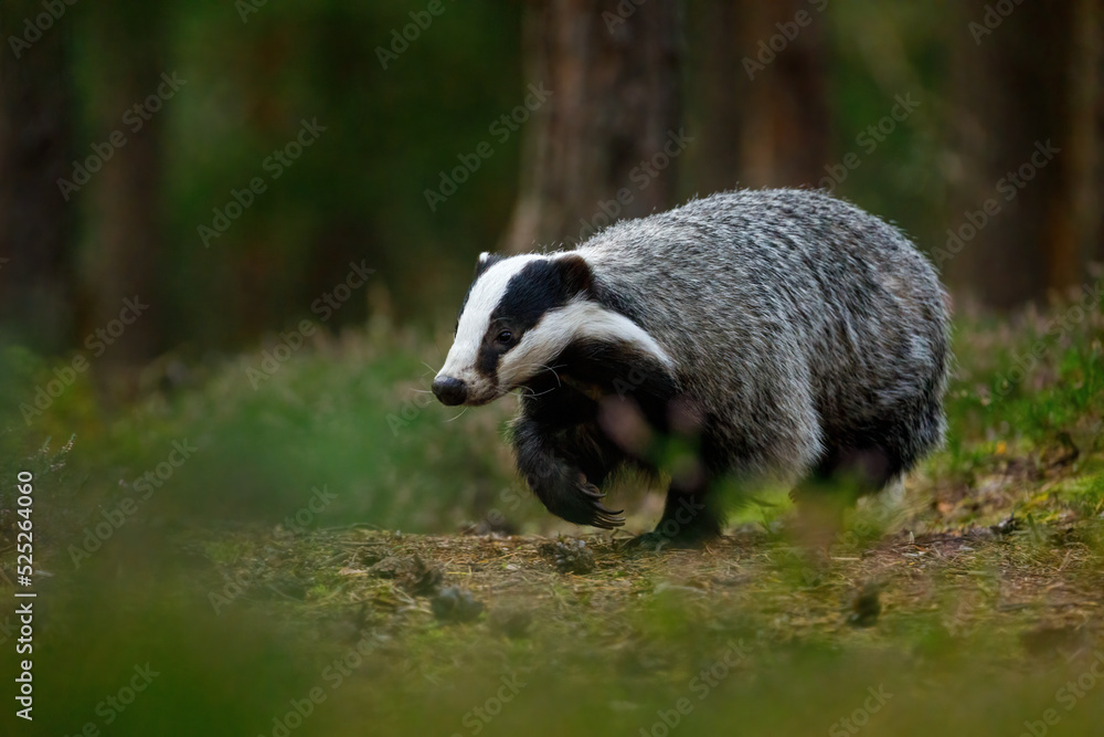 Badger at sunrise. European badger, Meles meles, in green pine forest ...