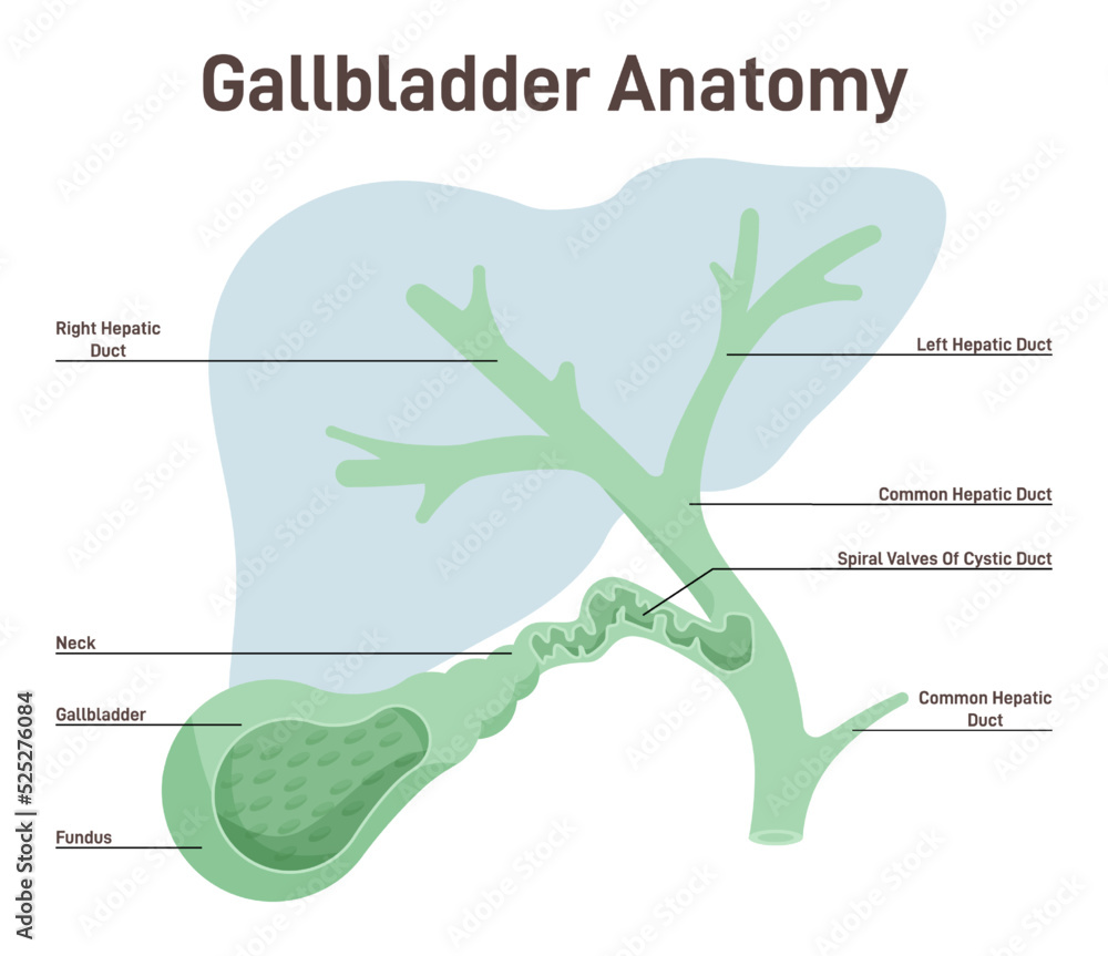 Gallbladder anatomy. Human digestive system organ collecting Stock ...