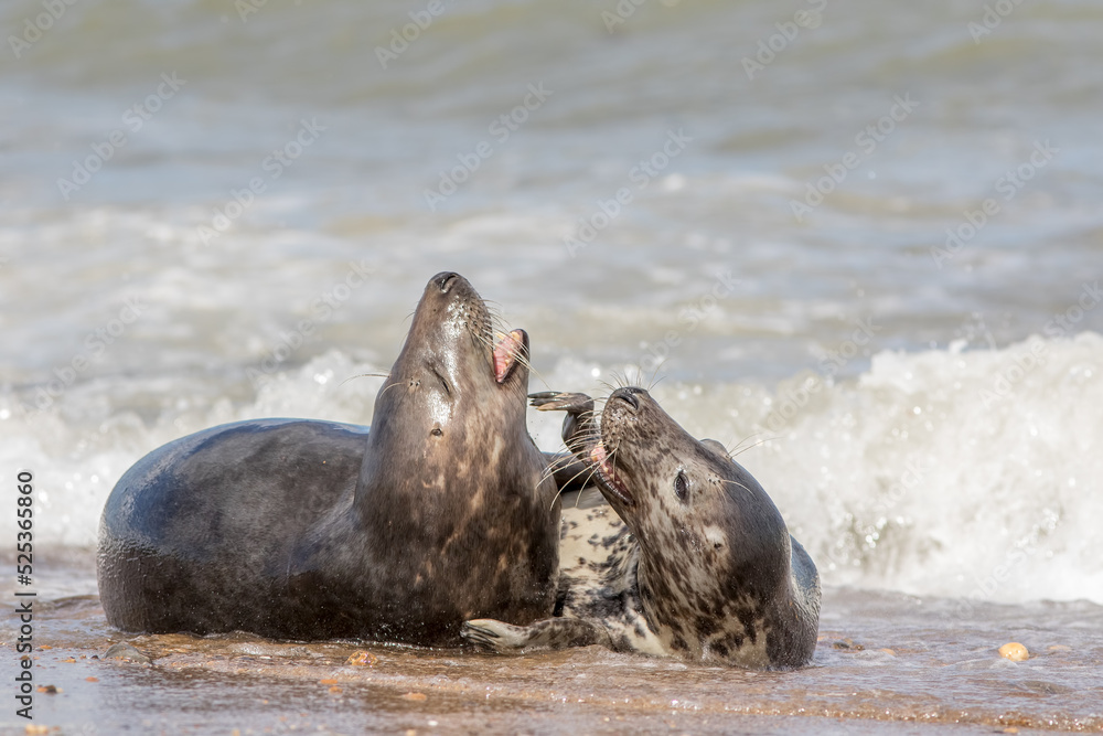 Grey seals mating. Wild animals having fun. Intimate wildlife close-up ...