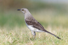 Mockingbird On Ground Close-up Free Stock Photo - Public Domain Pictures