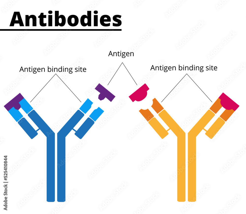 Structure of immunoglobulins. Antibodies with tha antigen binding site ...