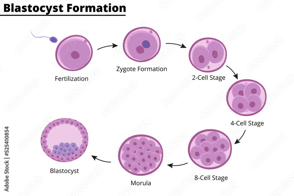 Formation of blastocyst. Embryology. First week of pregnancy. Stem ...