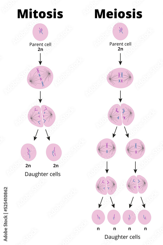 Difference between mitosis and meiosis. Types of cell division that produce diploid or haploid ...