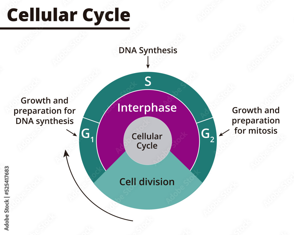 Stock-Vektorgrafik „Cellular cycle diagram. Cell cycle phases. Life cycle of a cell. DNA ...
