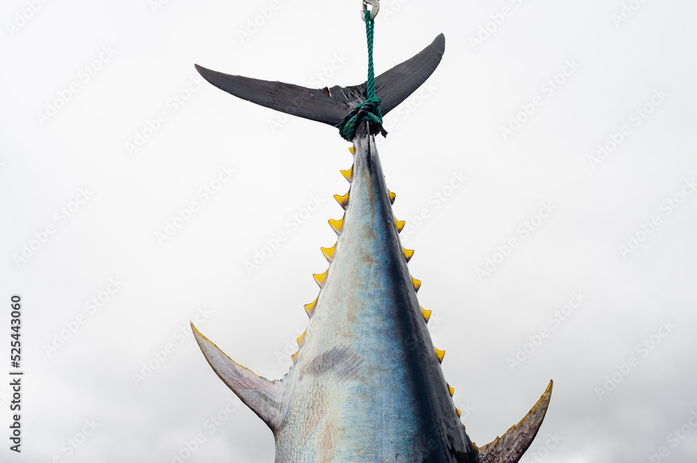 A large Atlantic bluefin tuna, common tunny, hangs in a fish market by ...