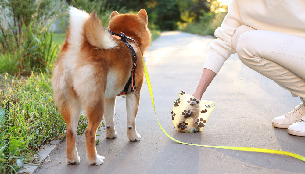 Young millennial girl woman is cleaning after the shiba inu Japanese ...