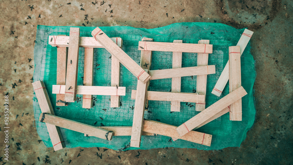 The process of breeding BSF flies in the cage, after carrying out BSF ...