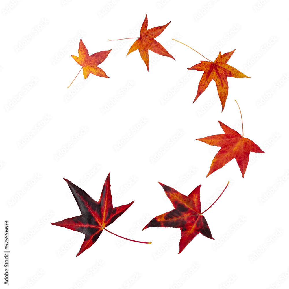 Flying in a circle autumn leaves isolated transparent png. American ...