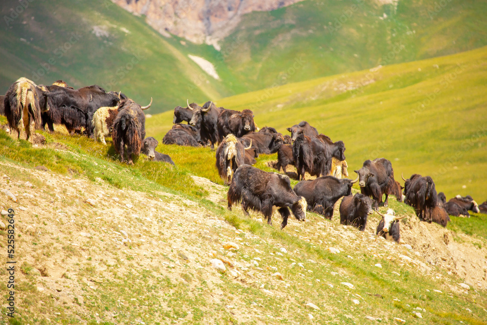 A herd of yaks graze in the mountains. Himalayan big yak in a beautiful ...