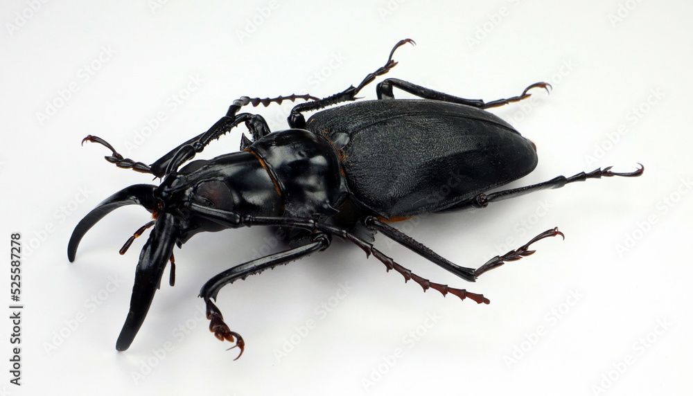 Beetle isolated on white. Giant longhorn beetle with giant jaws ...