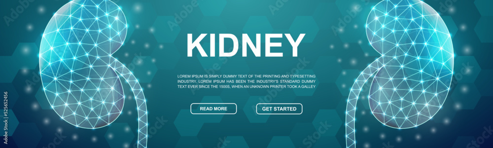 Kidneys polygonal symbol for promotion banner. Horizontal low poly ...