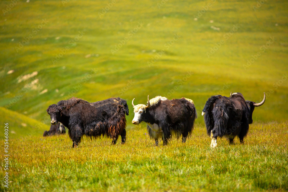 A herd of yaks graze in the mountains. Himalayan big yak in a beautiful ...
