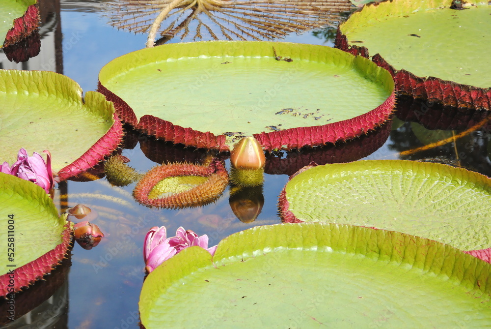 Bud and pink flowers of Victoria amazonica or Victoria regia, the ...