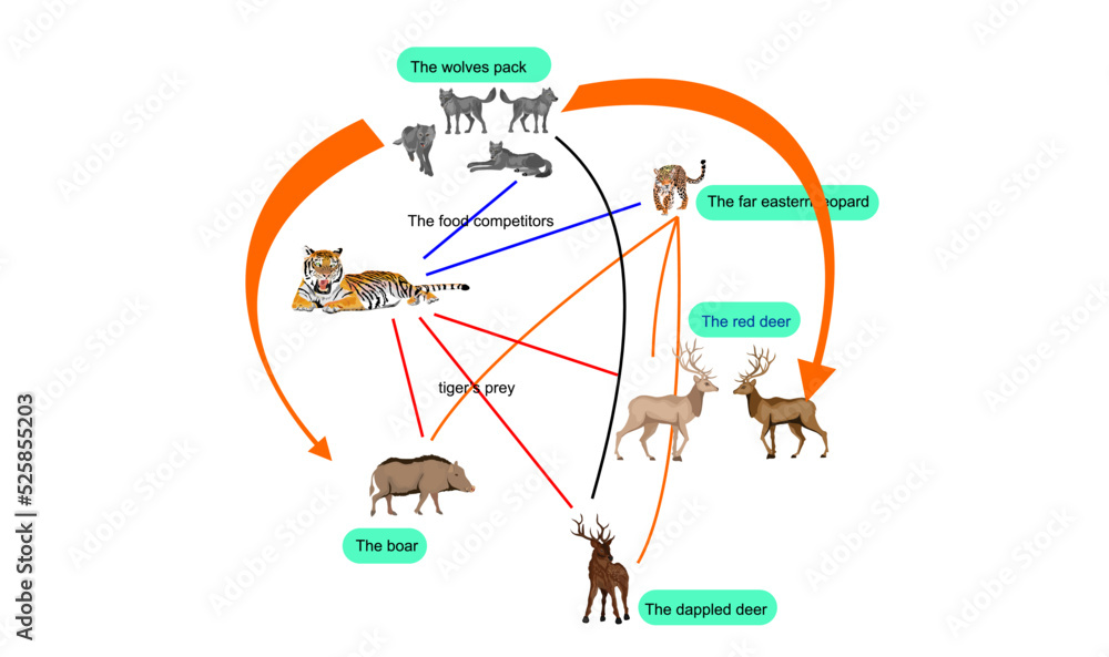Food chain of siberian taiga ecosystem tiger wolf deer 素材庫向量圖 | Adobe Stock