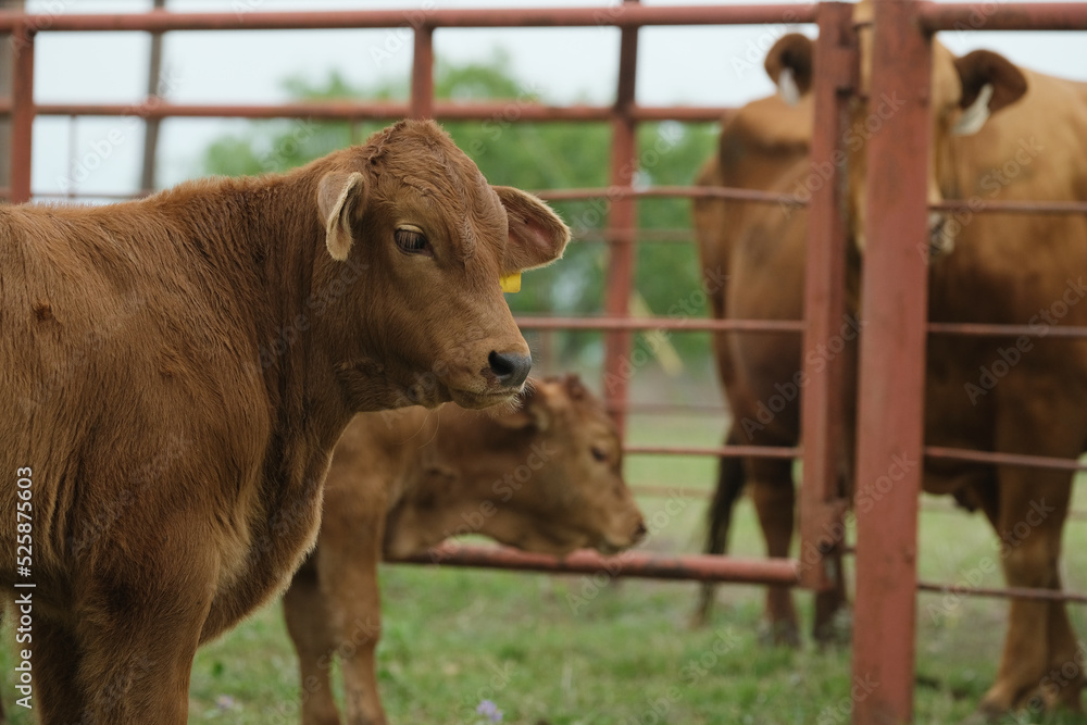 Beefmaster calves with cattle for southern ranch beef breed in Texas ...