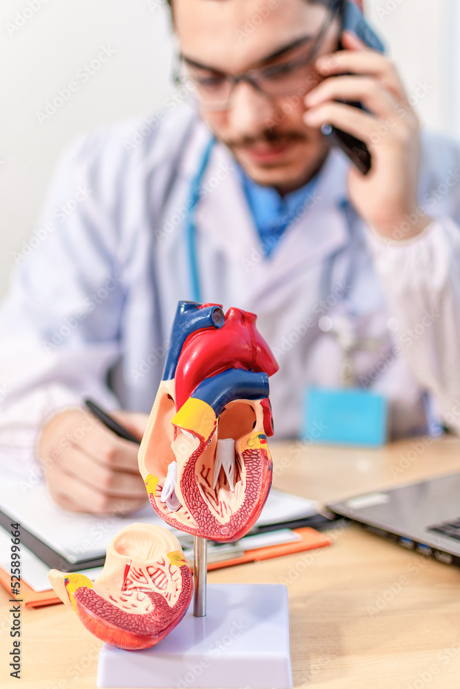 Anatomical structure, physiology of the heart, cardiovascular system ...